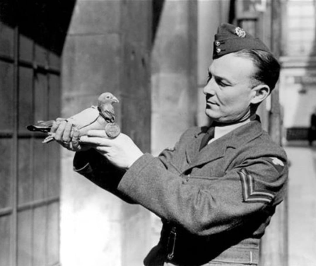 las mascotas en las fuerzas armadas y las mascotas en la guerra